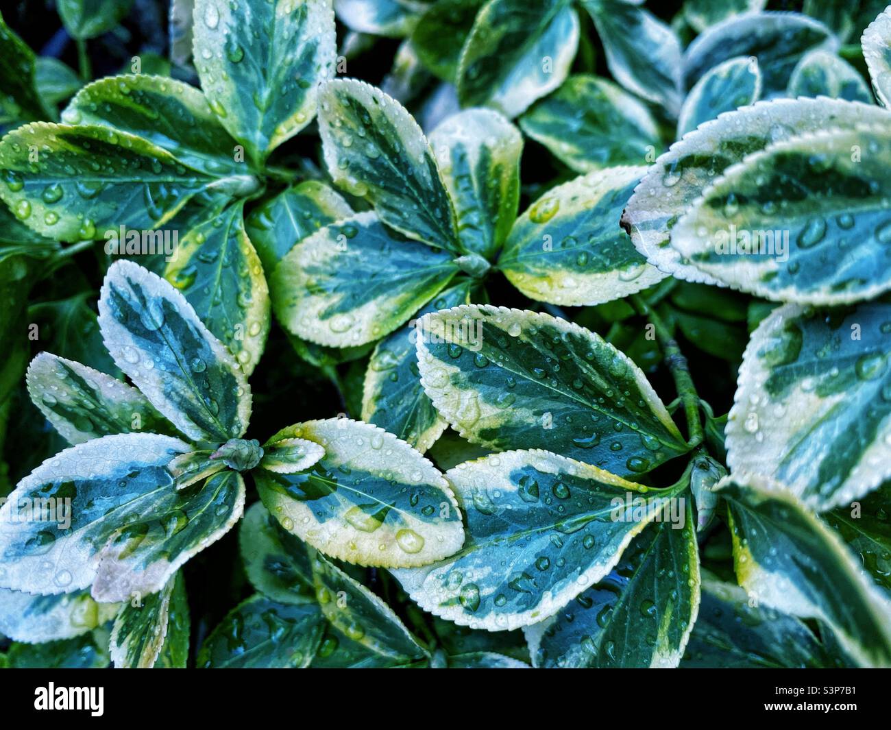 Close up of leaves with raindrops after fresh rainfall Stock Photo - Alamy