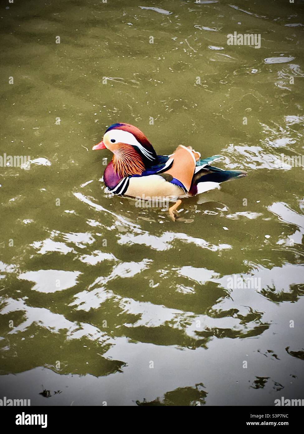 This rare mandarin duck lives on Bude canal Stock Photo - Alamy