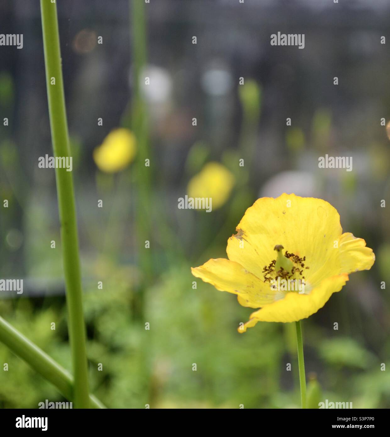 Wild buttercup hi-res stock photography and images - Alamy