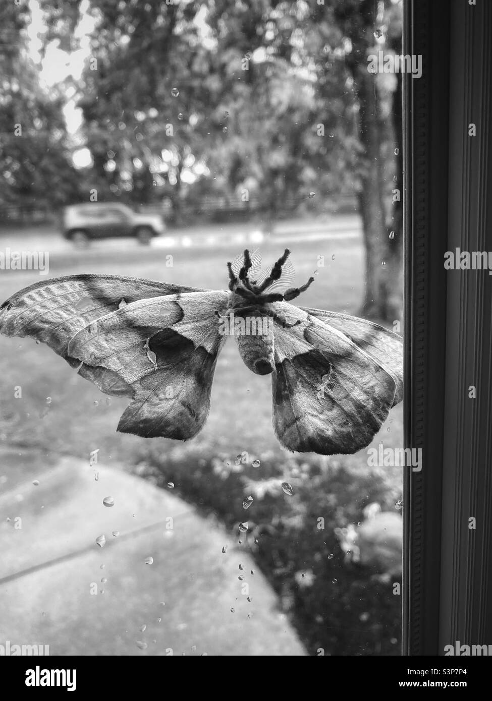 A large moth on on my front door taken through the window. It was a ...