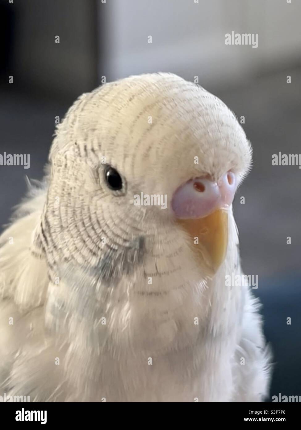 White Baby Parakeets