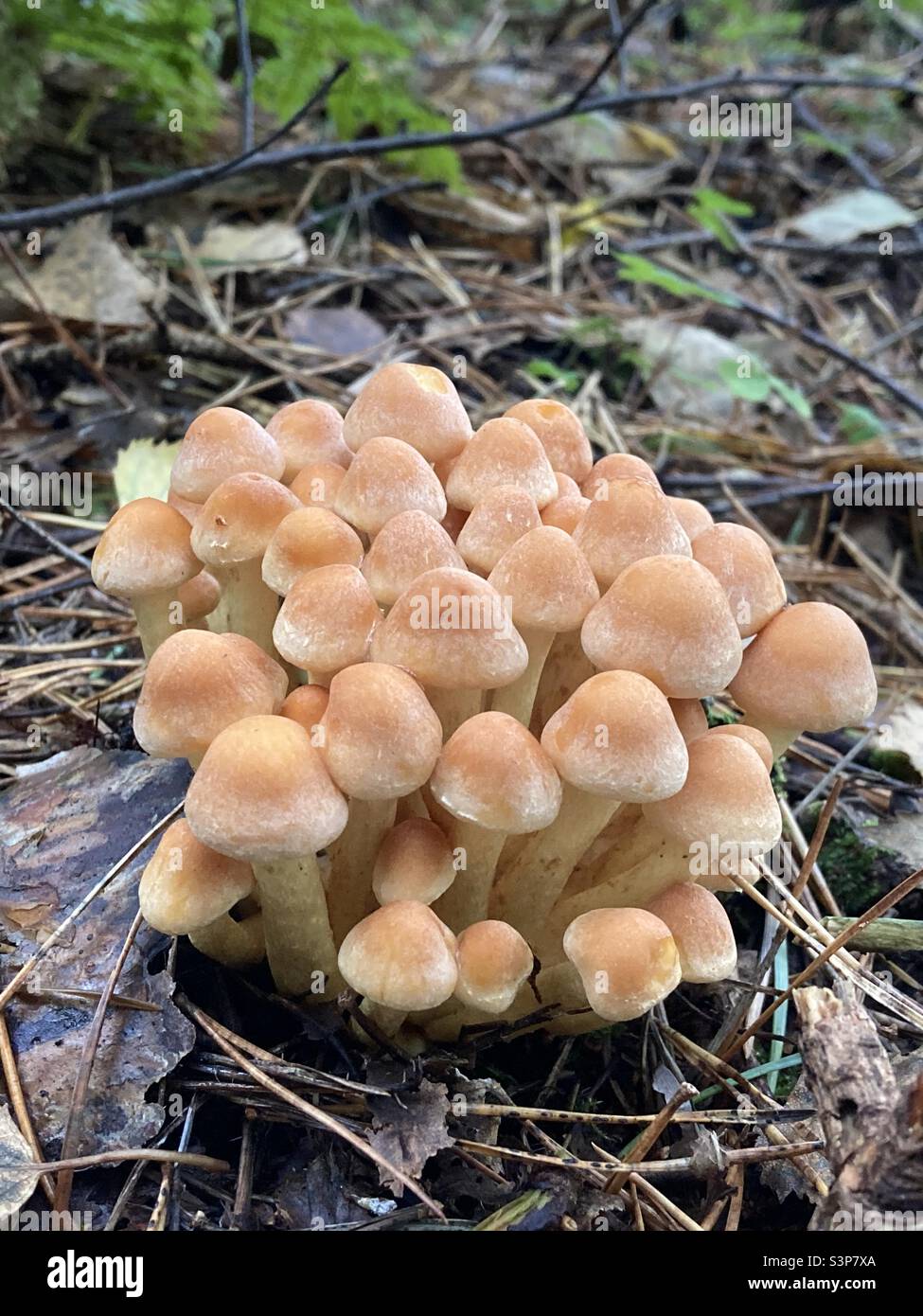 Mushroom colony hi-res stock photography and images - Alamy
