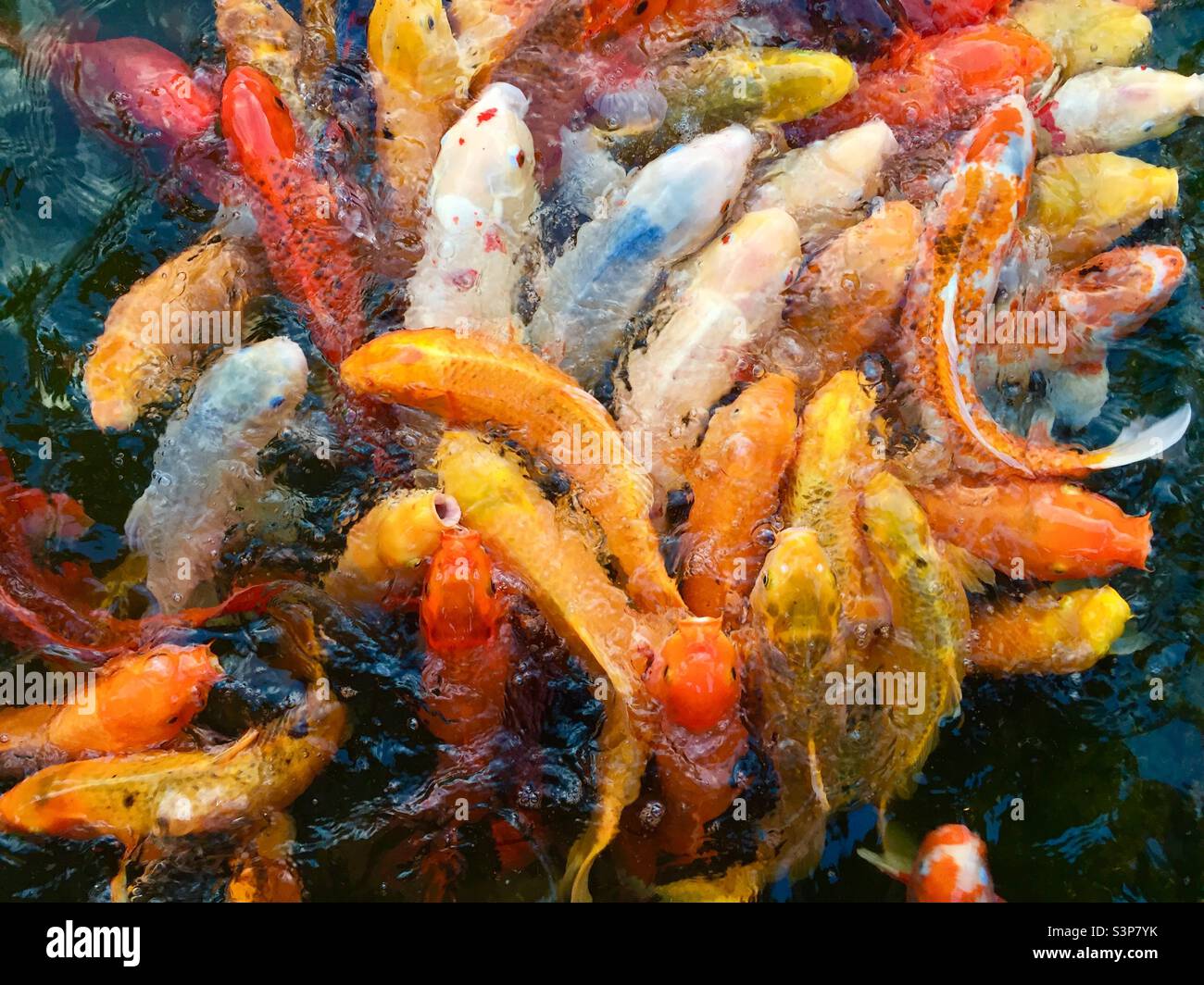 Koi fish pond hi-res stock photography and images - Alamy