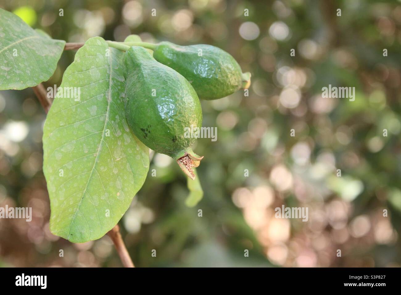 Guava tree with leaves hi-res stock photography and images - Alamy