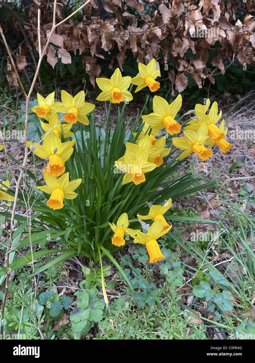 Daffodils daffodil flower hi-res stock photography and images - Alamy