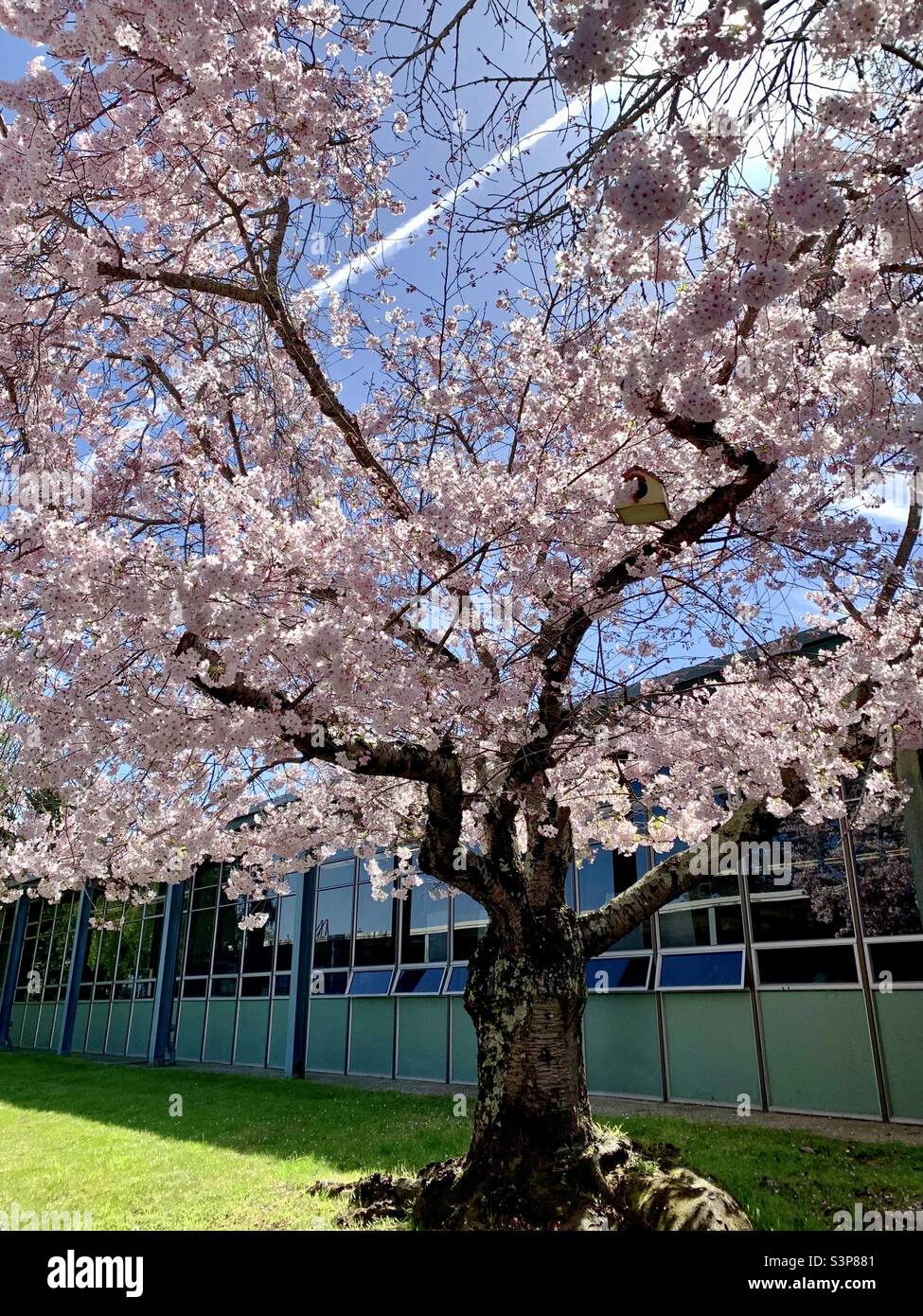 The whole Sakura tree in full bloom was lighted up by the back-side ...