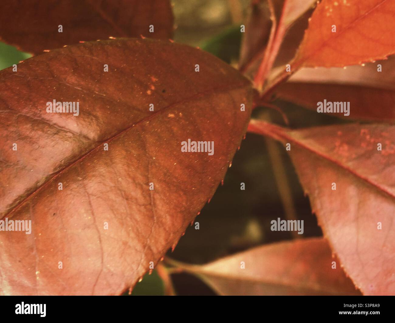 Coppery color hi-res stock photography and images - Alamy