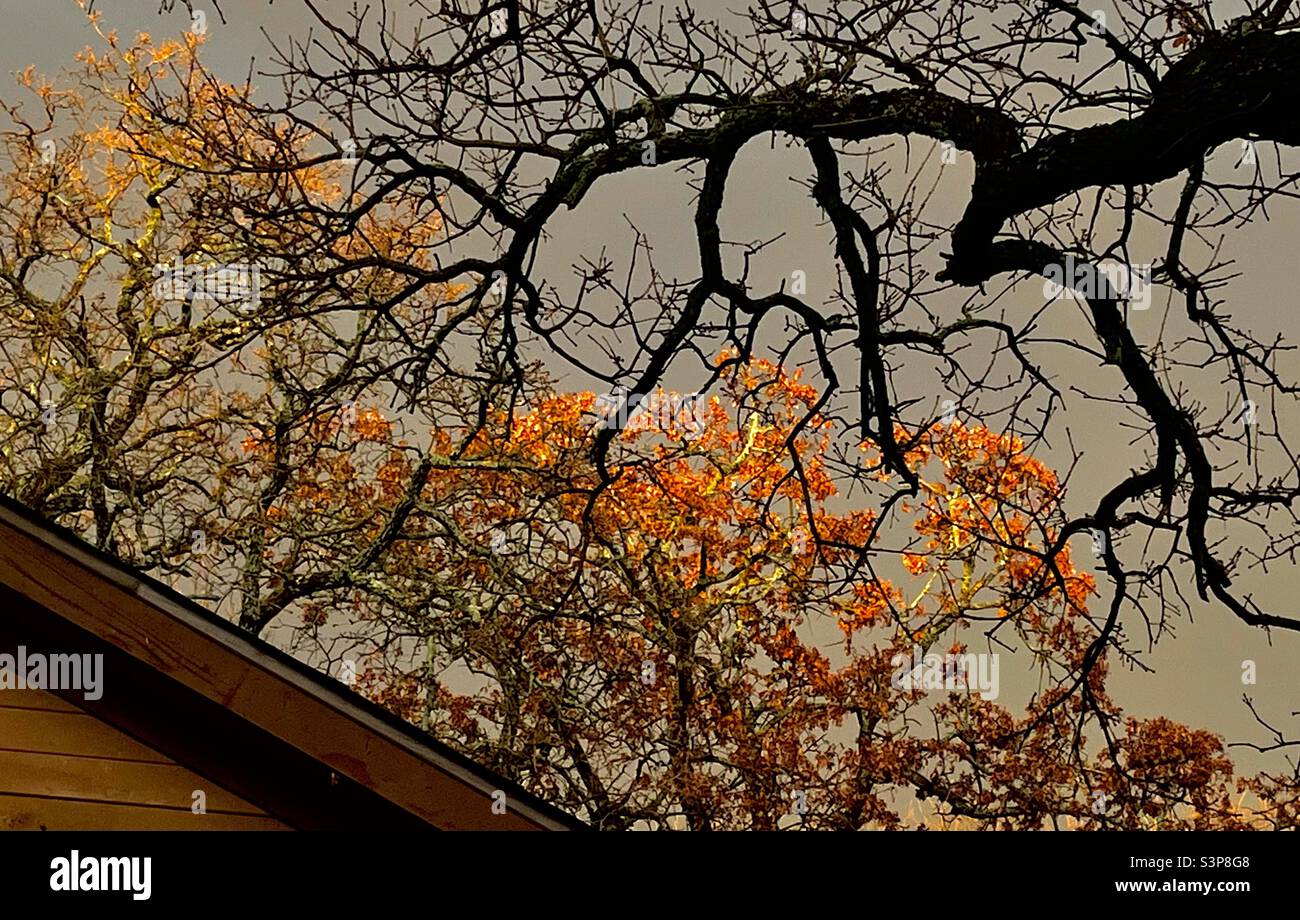 Golden treetops hi-res stock photography and images - Alamy