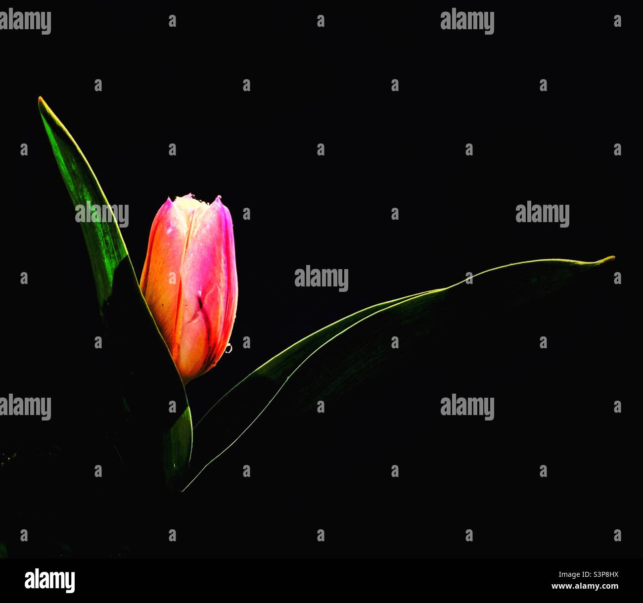 Backlit pink tulip petals hi-res stock photography and images - Alamy