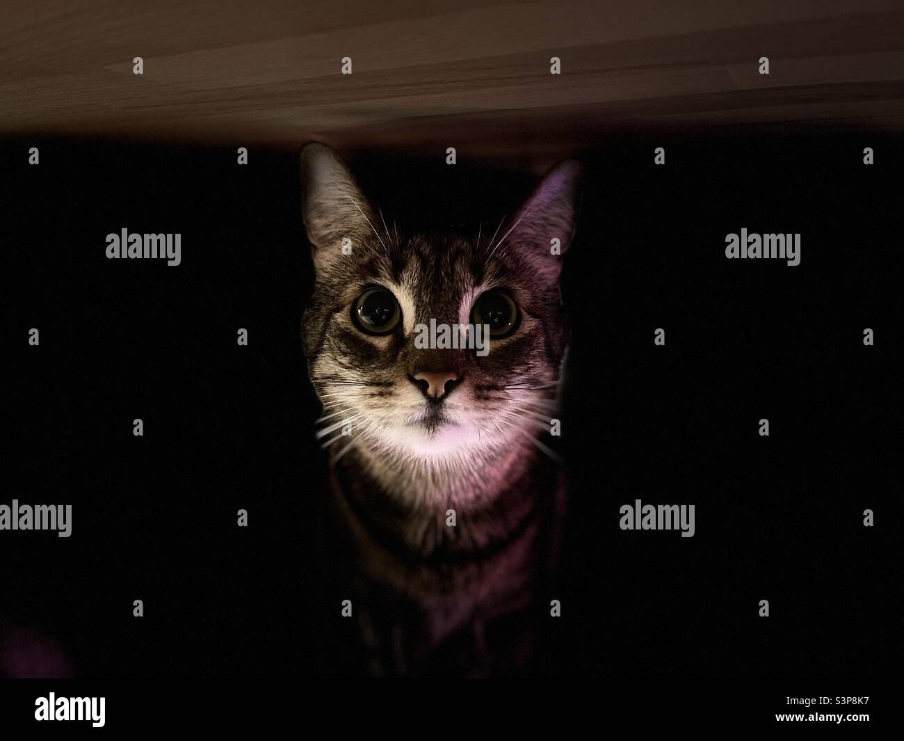 Cat dramatic lighting hi-res stock photography and images - Alamy