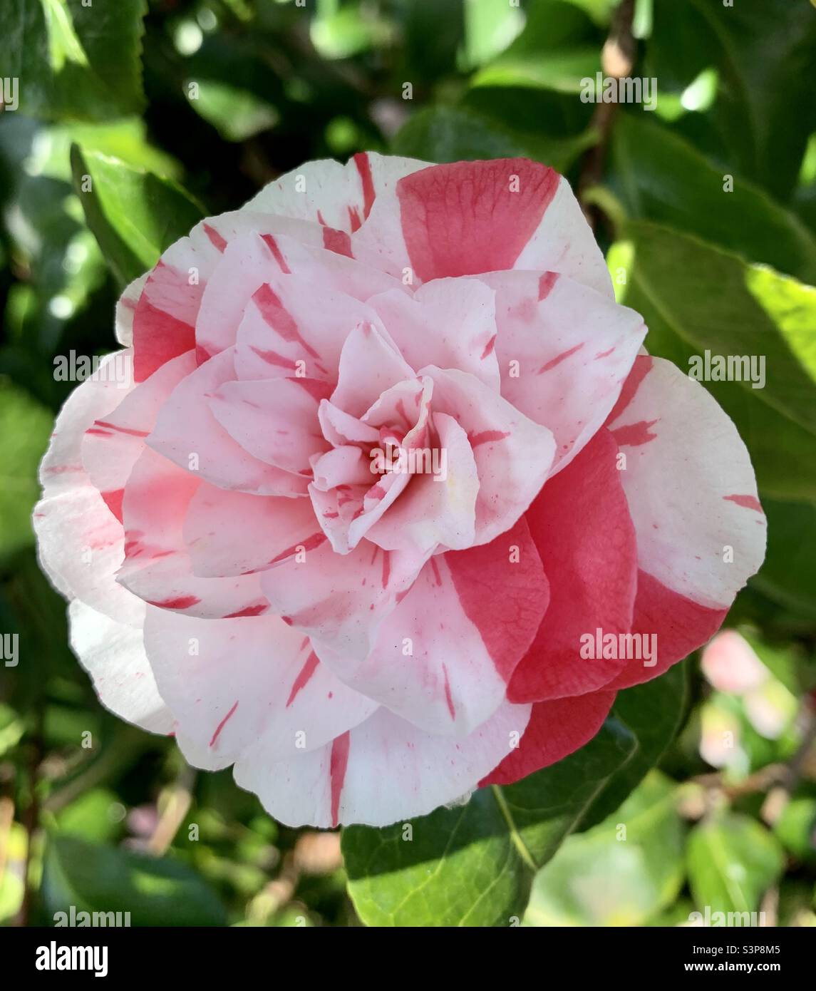 Beautiful pink and white camellia flower Stock Photo - Alamy