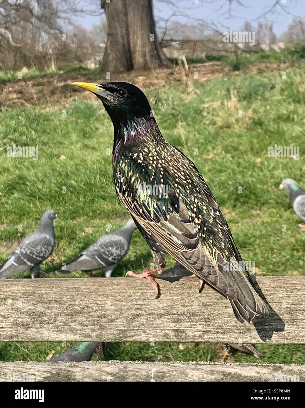 Starling sitting on park bench in london Stock Photo - Alamy