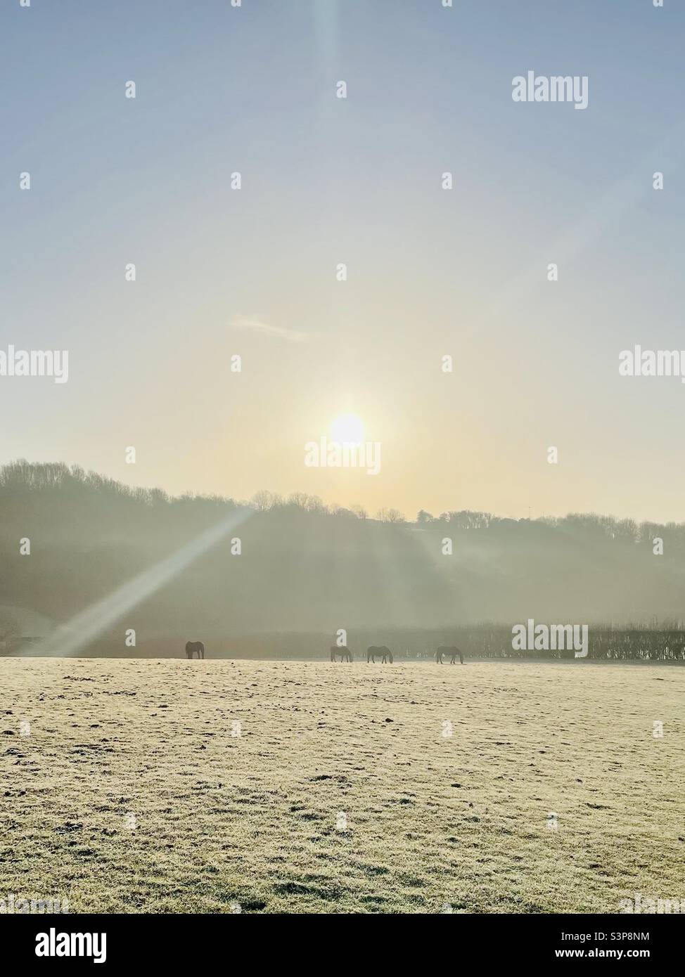 Morning sun and mist Stock Photo - Alamy