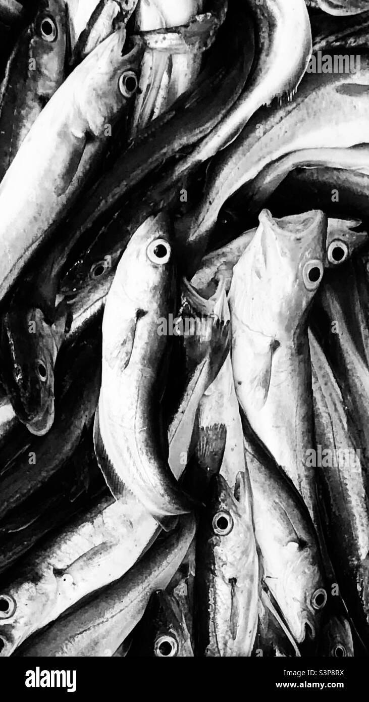 Whiting fish hi-res stock photography and images - Alamy