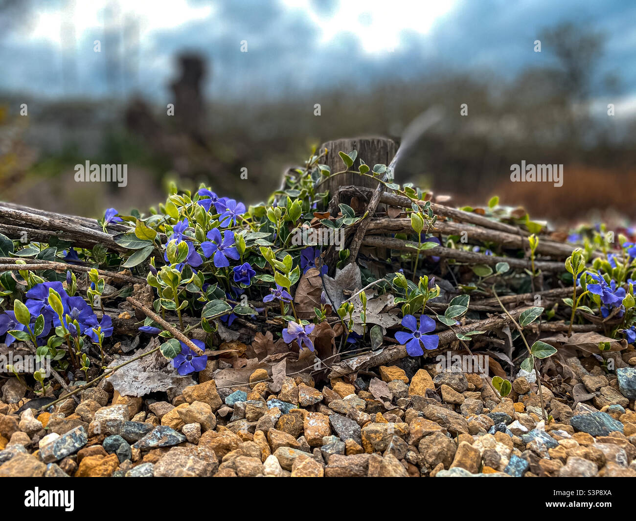 Bring them flowers hi-res stock photography and images - Alamy