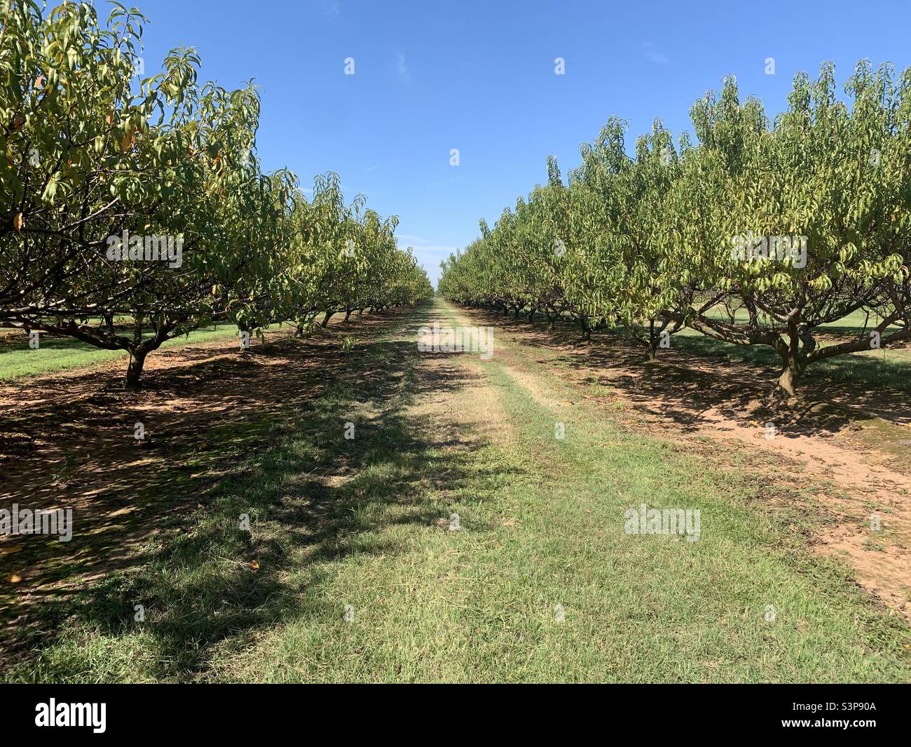 Grove orchard hi-res stock photography and images - Alamy