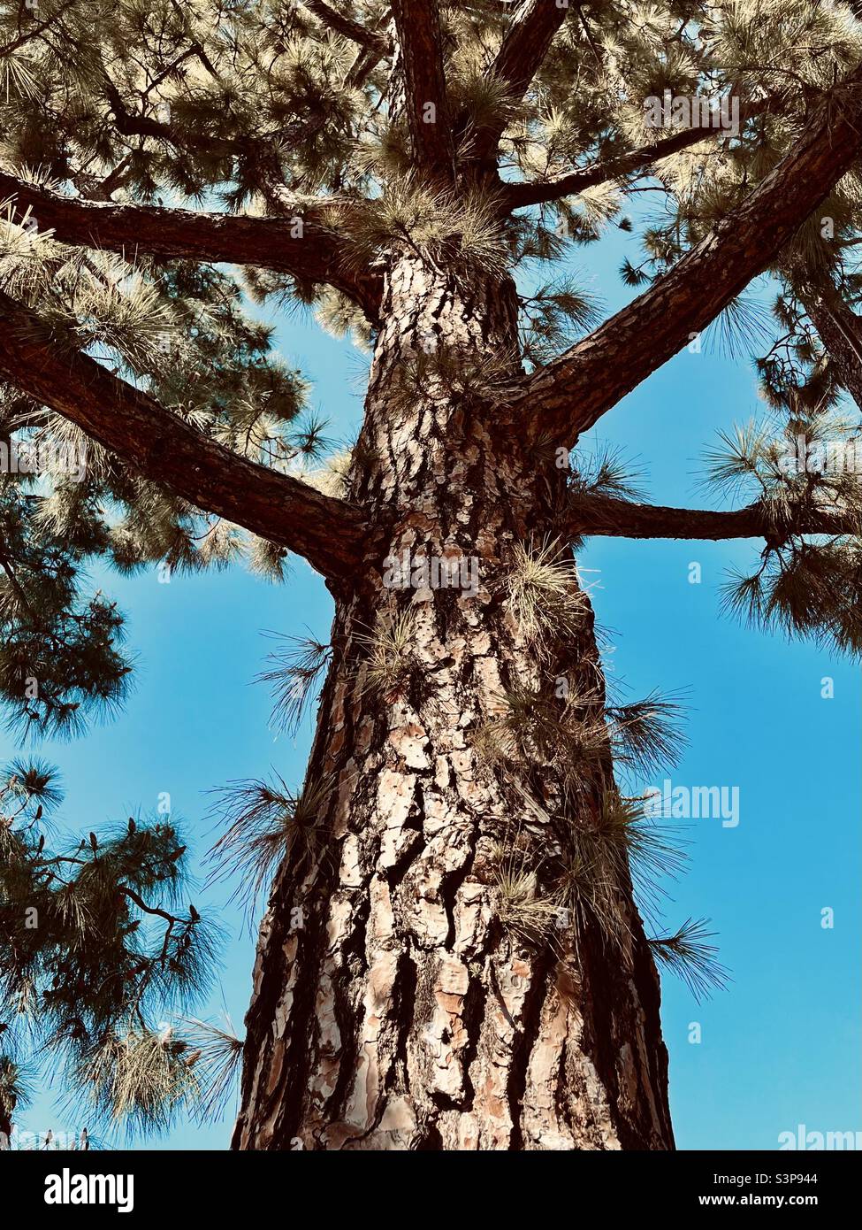 Tree with arms hi-res stock photography and images - Alamy