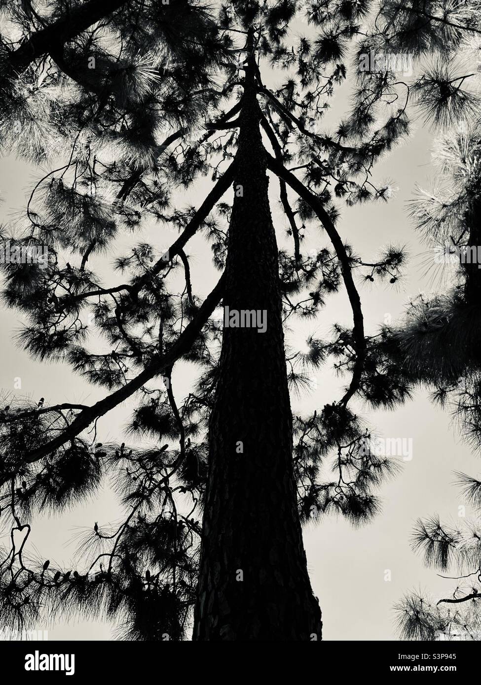 Ent tree shepherd hi-res stock photography and images - Alamy