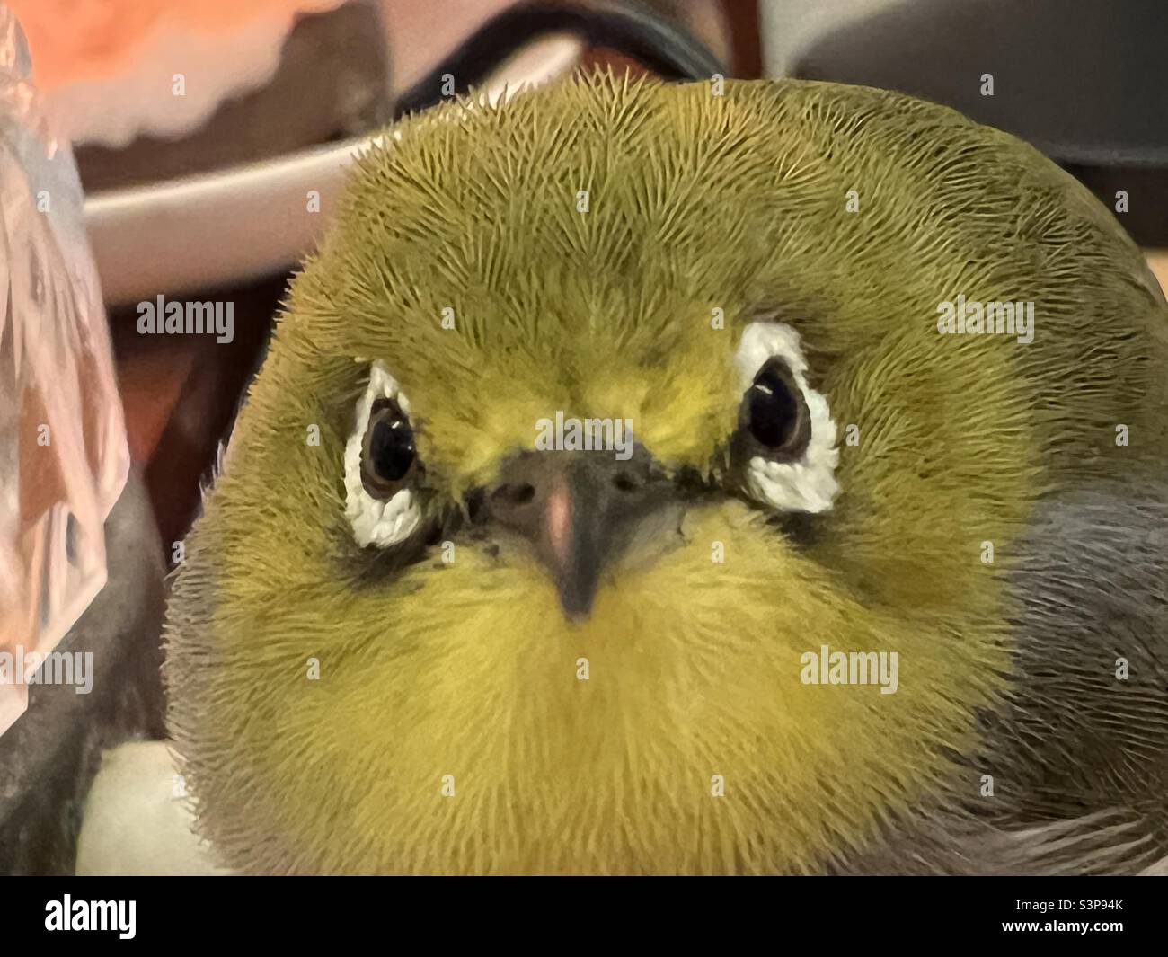 Bird staring at you Stock Photo - Alamy