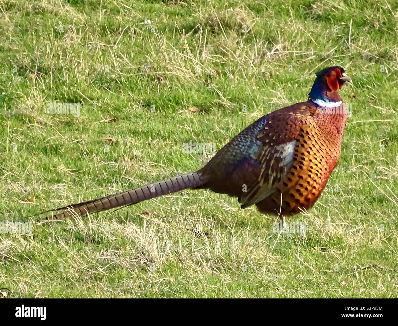 A colourful pheasant in a field in springtime Stock Photo - Alamy