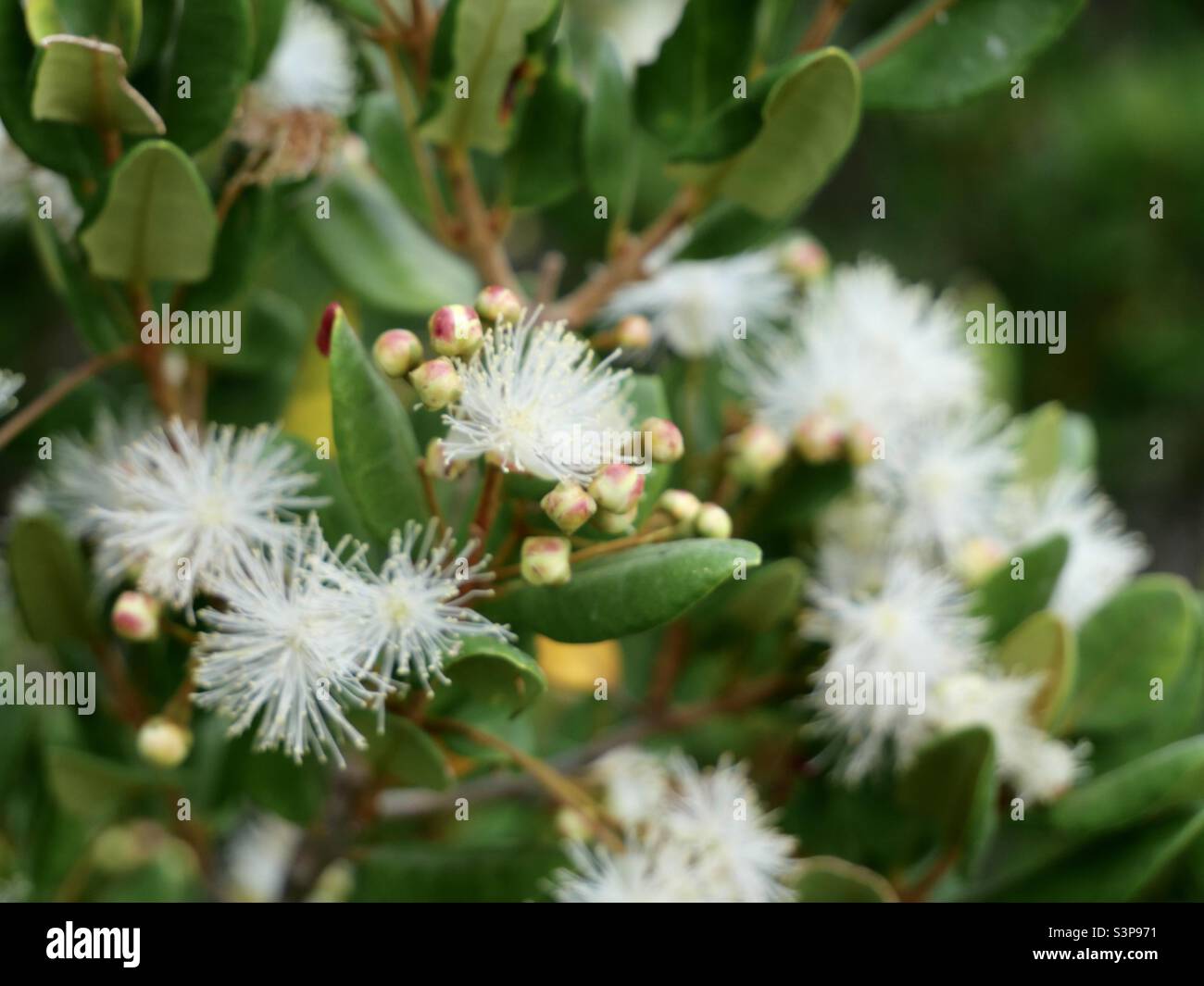 Nature zoomed hi-res stock photography and images - Alamy