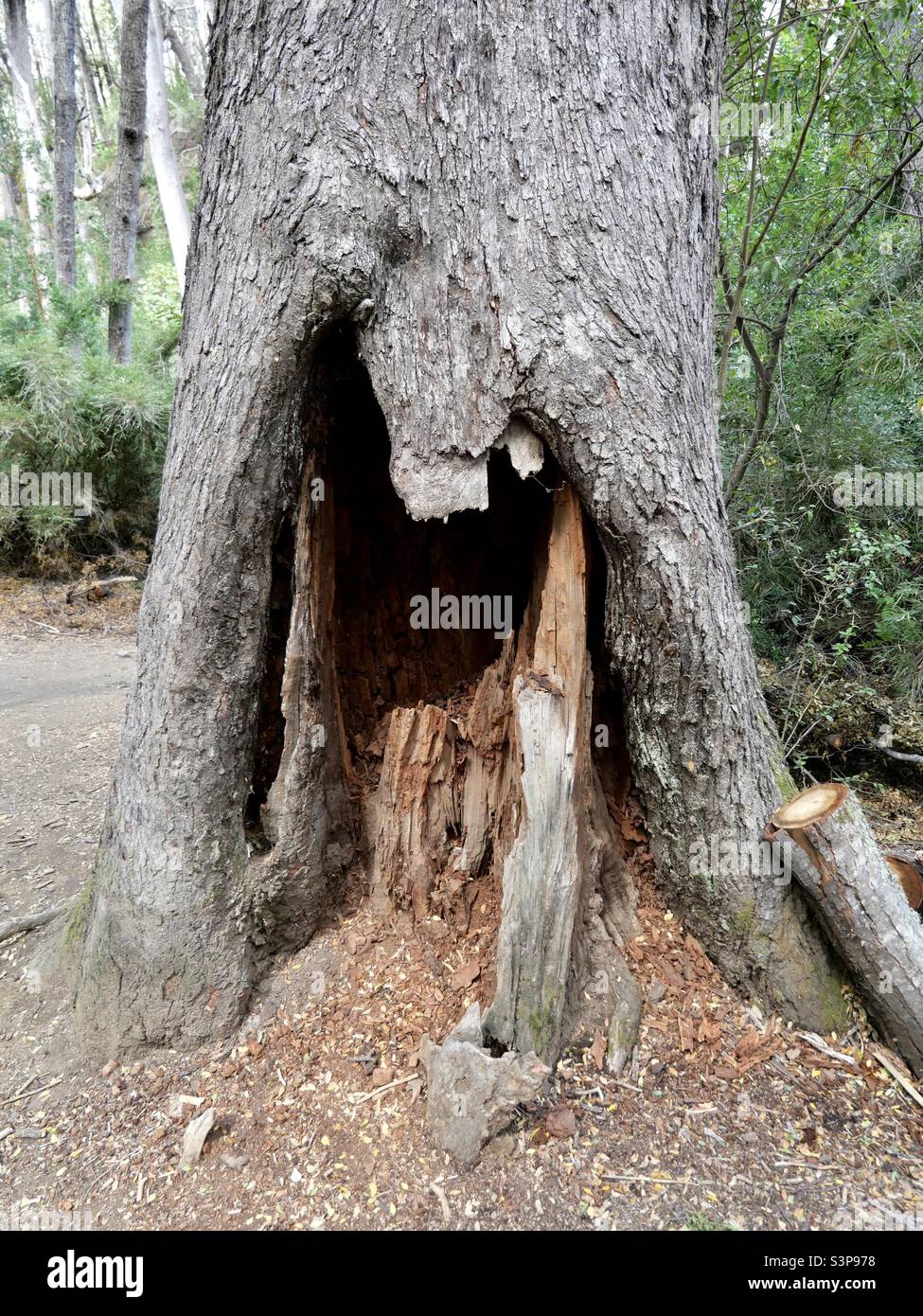 Trunk open hi-res stock photography and images - Alamy