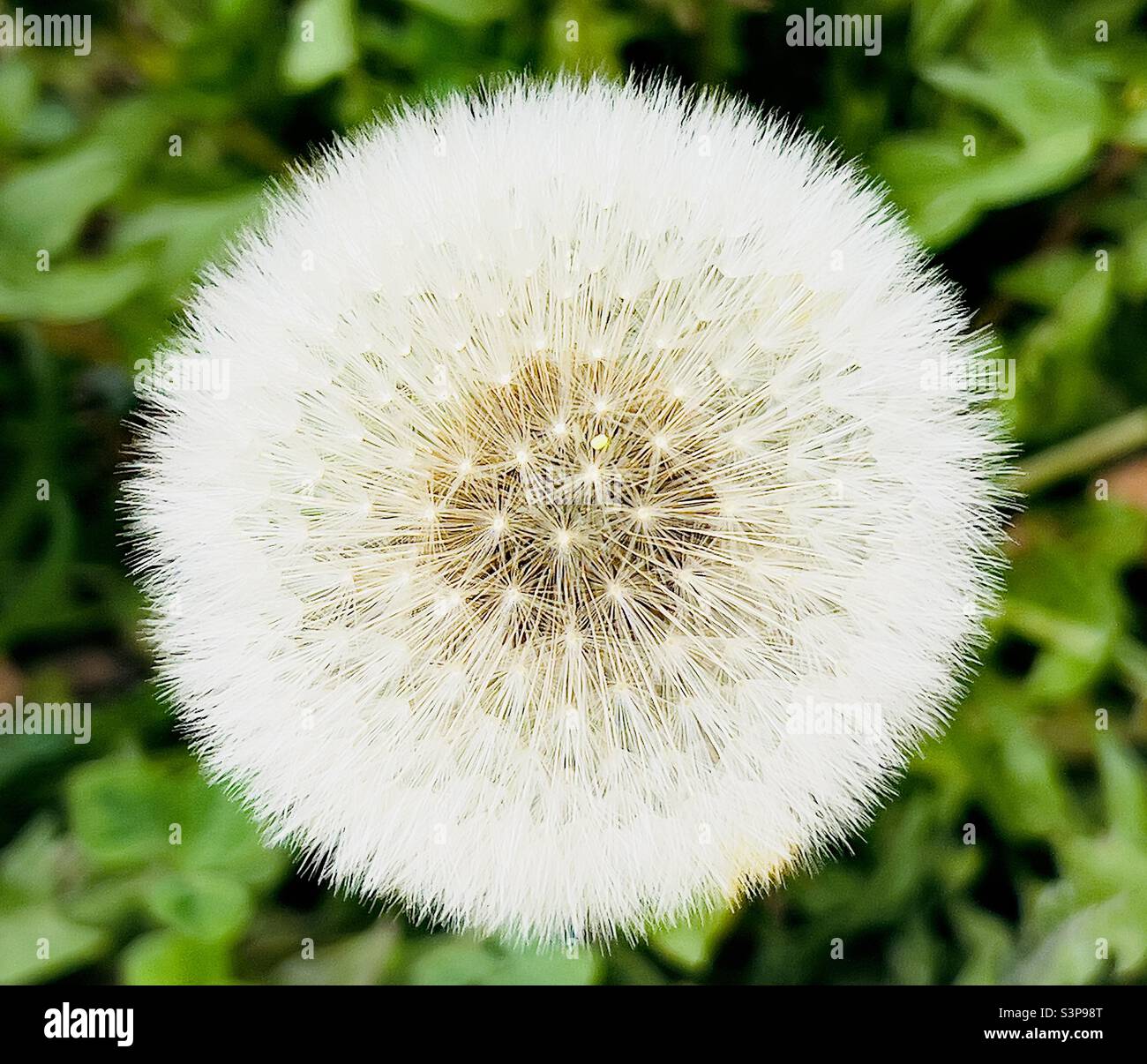 Soft seeds hi-res stock photography and images - Alamy