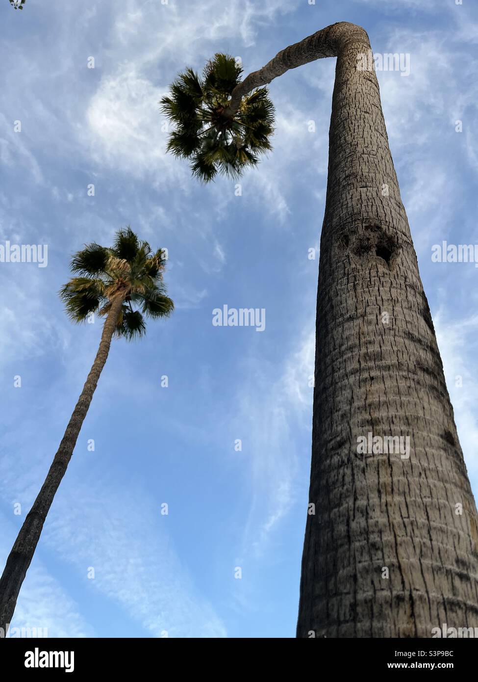 Leaning palm hi-res stock photography and images - Alamy