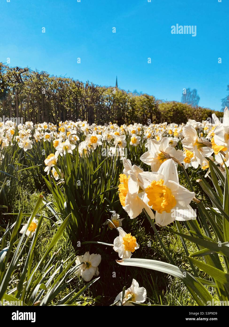 Daffodil days hi-res stock photography and images - Alamy