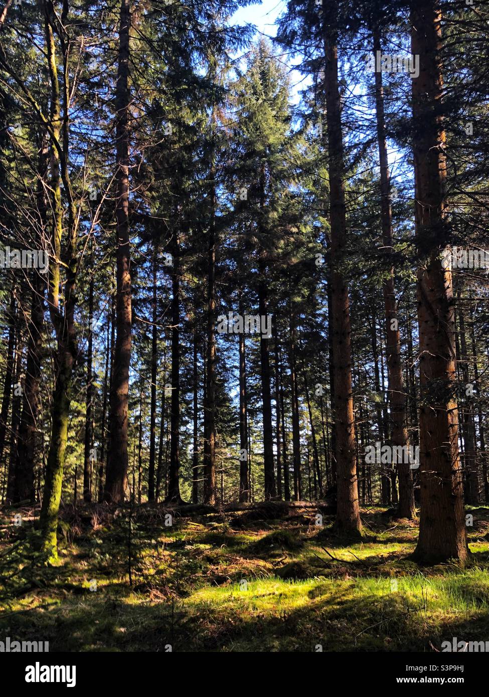 Filtering sunlight trees hi-res stock photography and images - Alamy