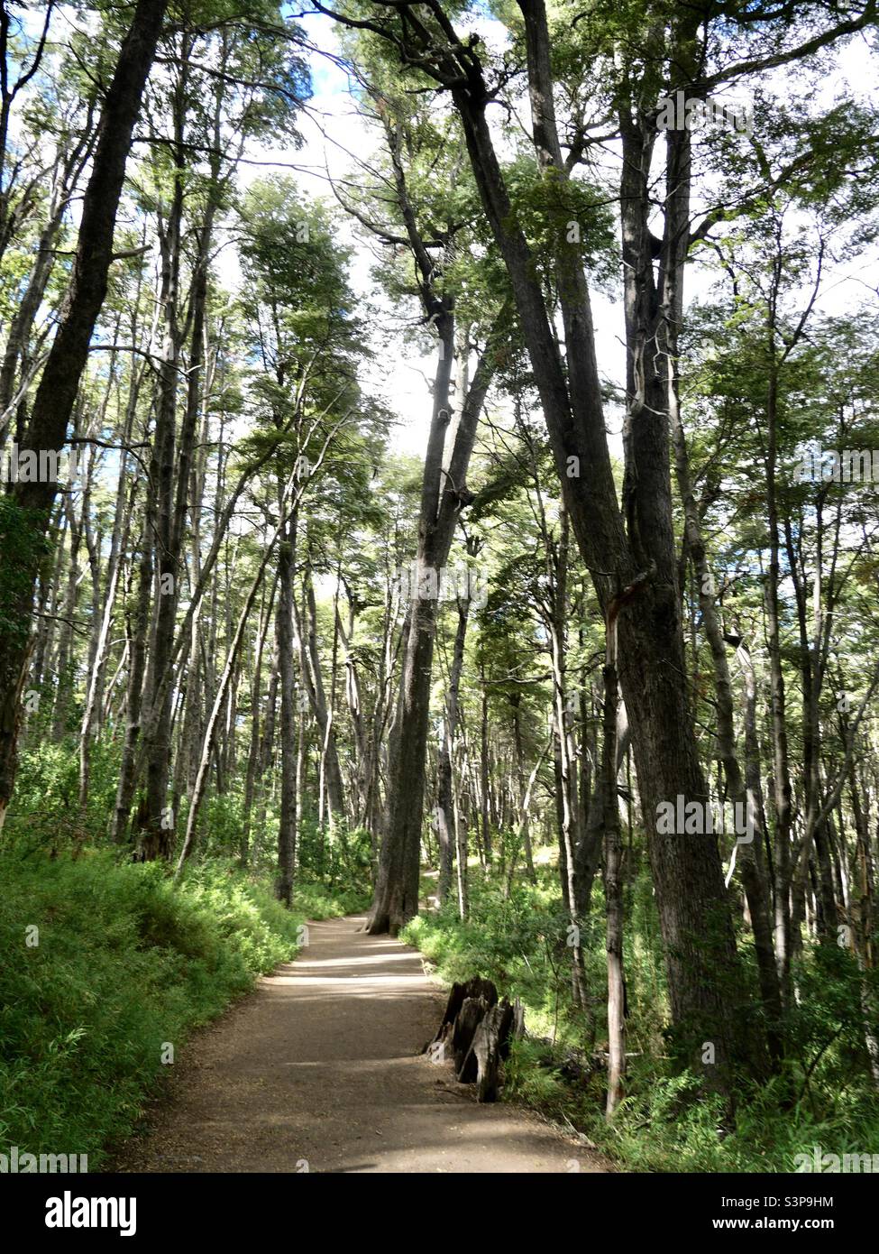 Pathway to nature hi-res stock photography and images - Alamy