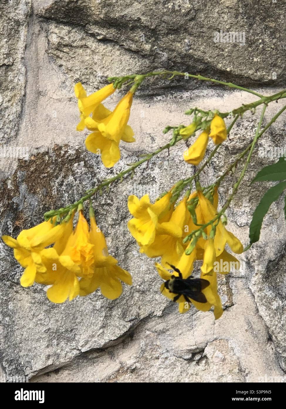 Bumble bee spring flowers hi-res stock photography and images - Alamy