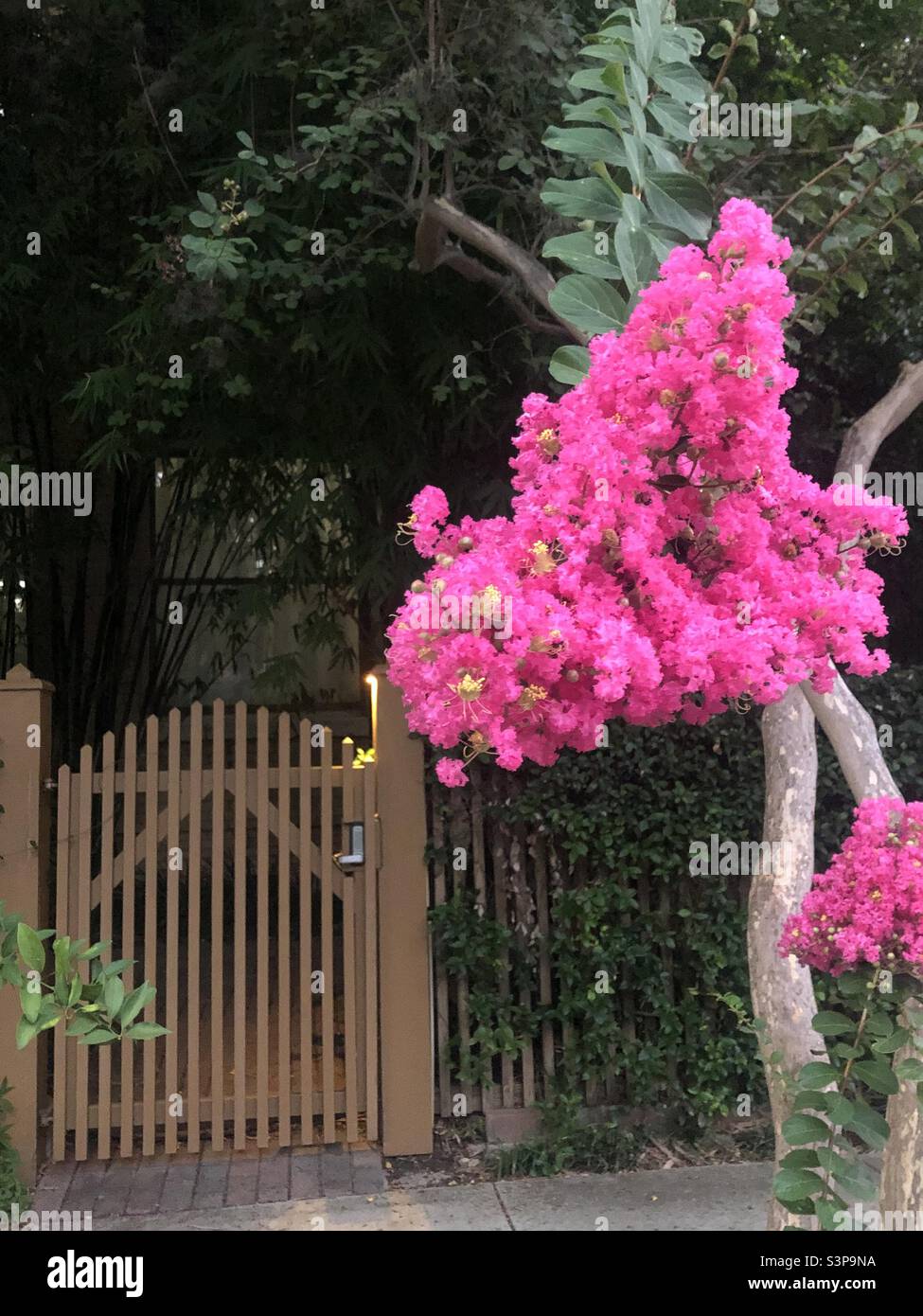 Pink velour crape myrtle hi-res stock photography and images - Alamy