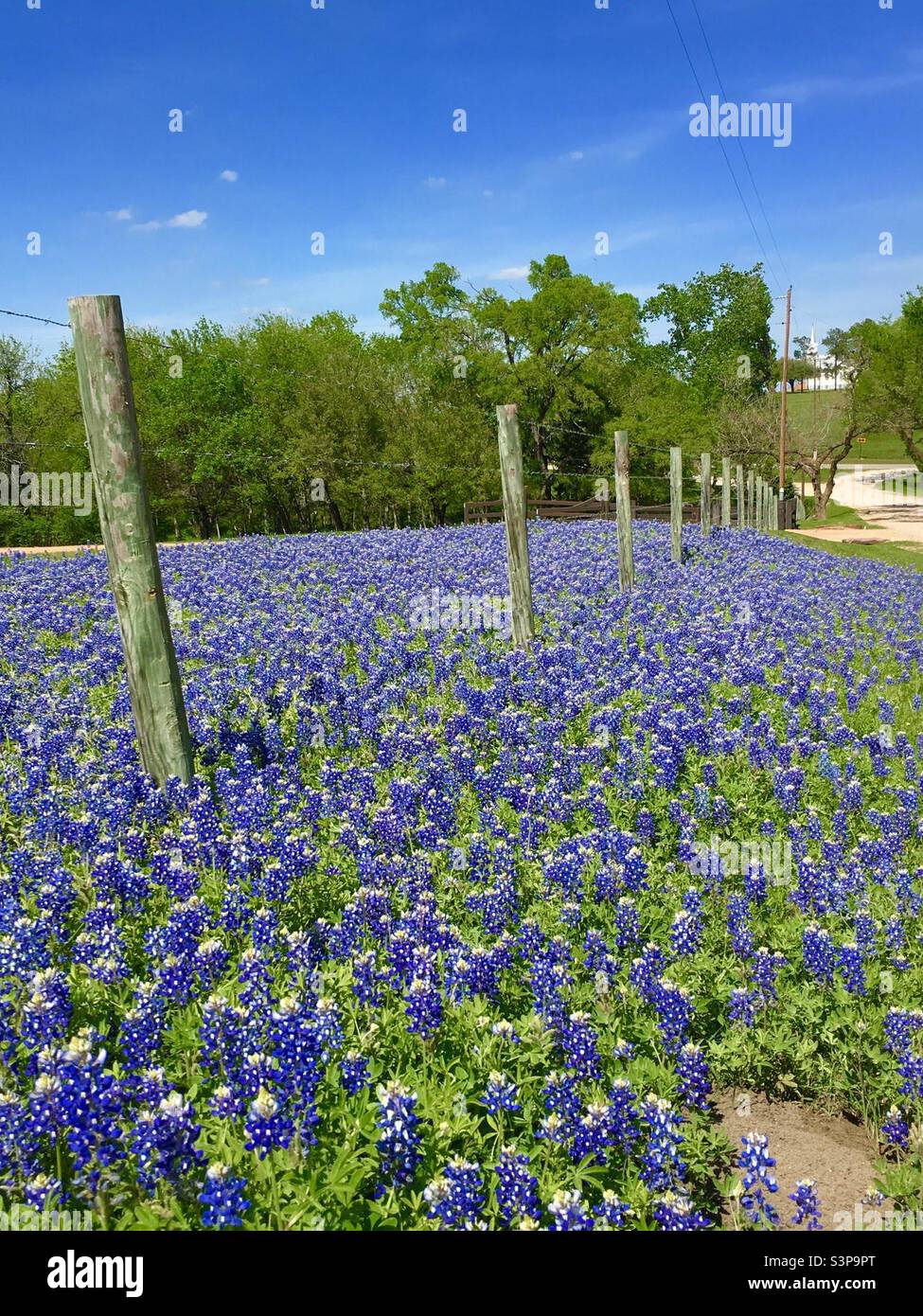 Bluebonnets hi-res stock photography and images - Alamy