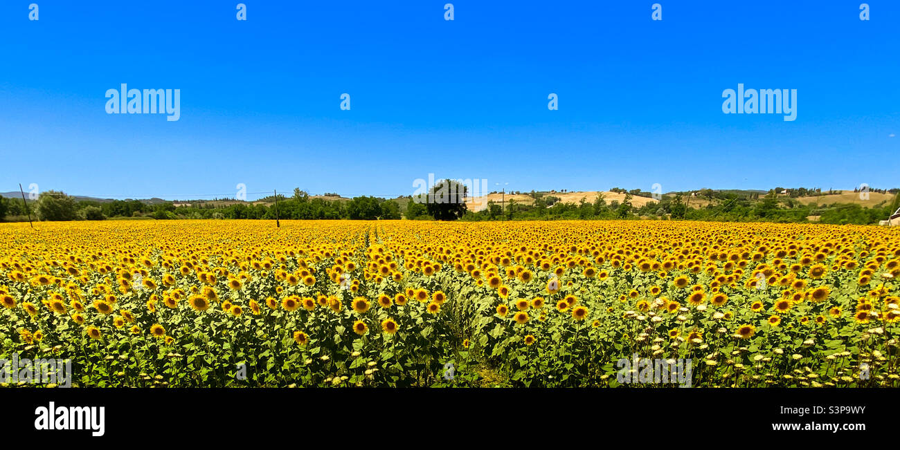 Panoramic field of flowers hi-res stock photography and images - Alamy