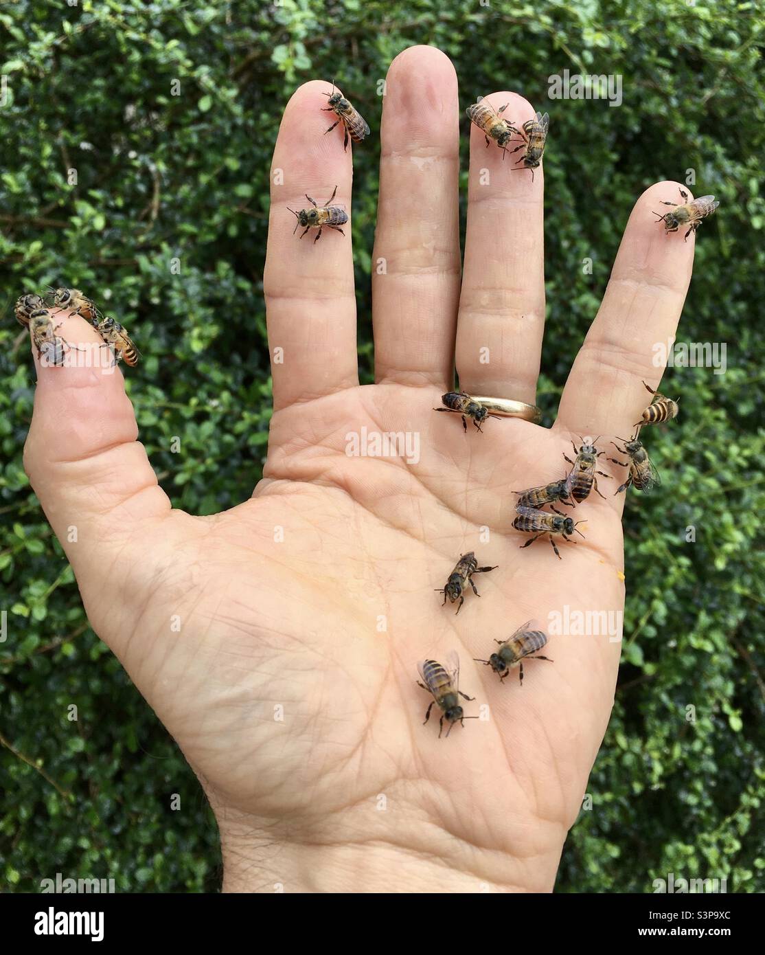 Honey bees on hand Stock Photo - Alamy