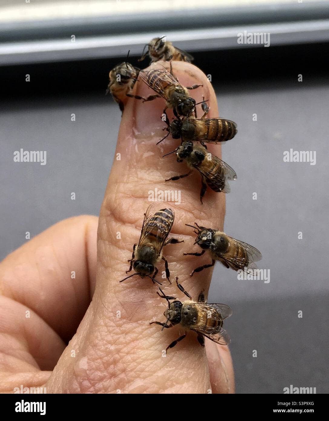 Wet bees drying out on person’s thumb Stock Photo - Alamy