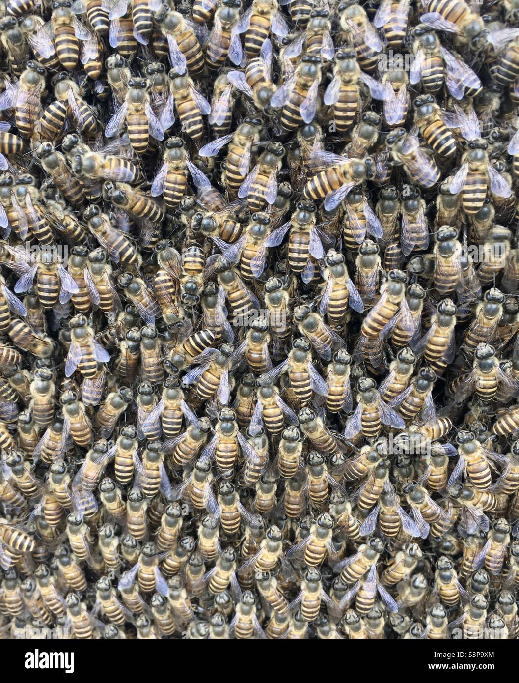 Swarm honeybees hi-res stock photography and images - Alamy