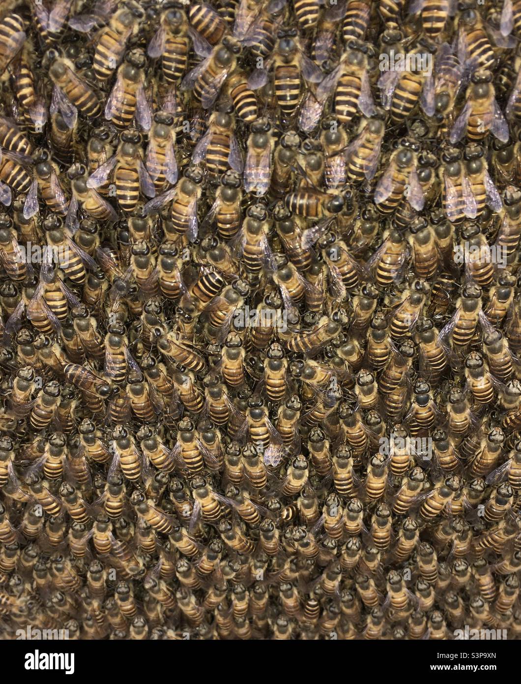 Bee swarm honey hi-res stock photography and images - Alamy