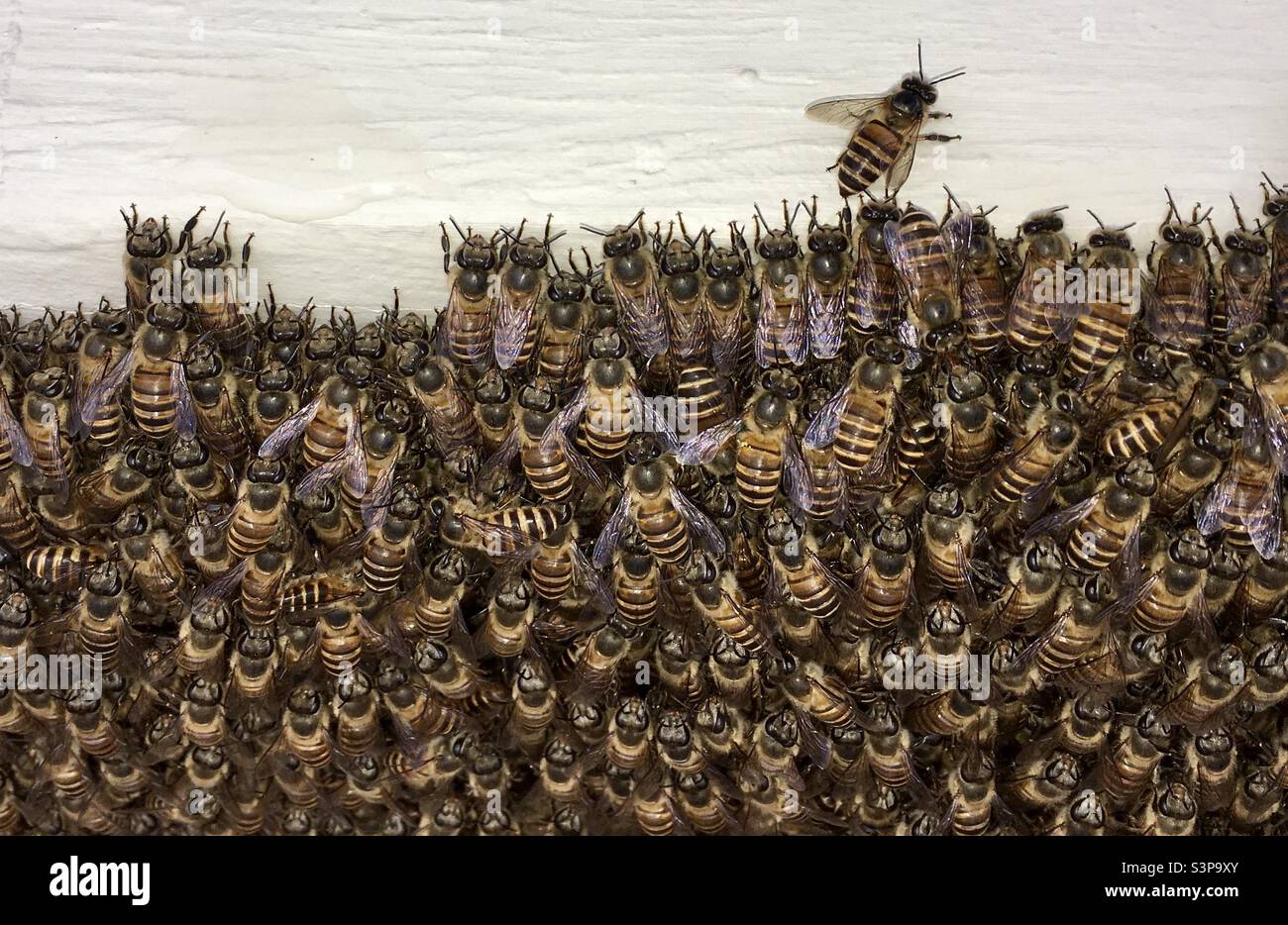 Honey bee swarm Stock Photo - Alamy
