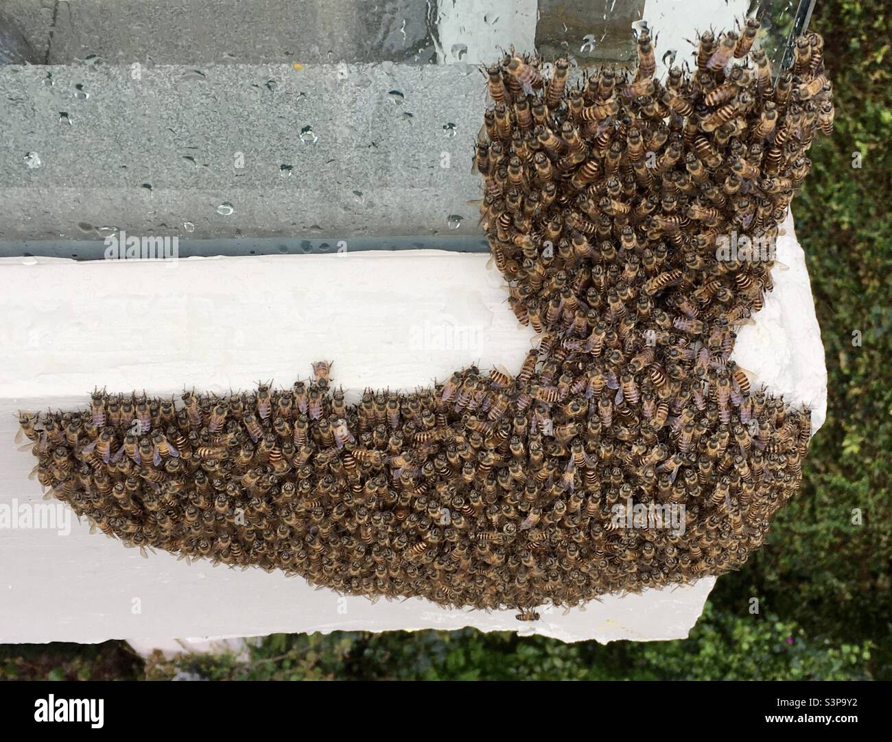 Honey bee swarm Stock Photo - Alamy