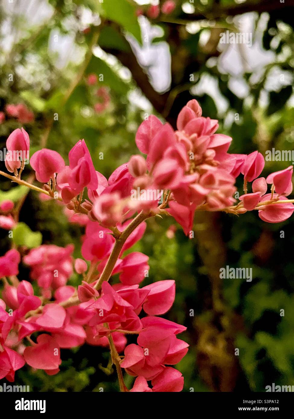 Natural flowers hi-res stock photography and images - Alamy