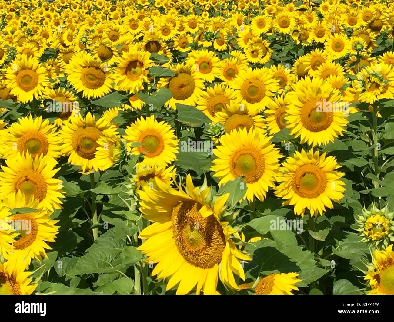 Cultivation of sunflowers hi-res stock photography and images - Alamy