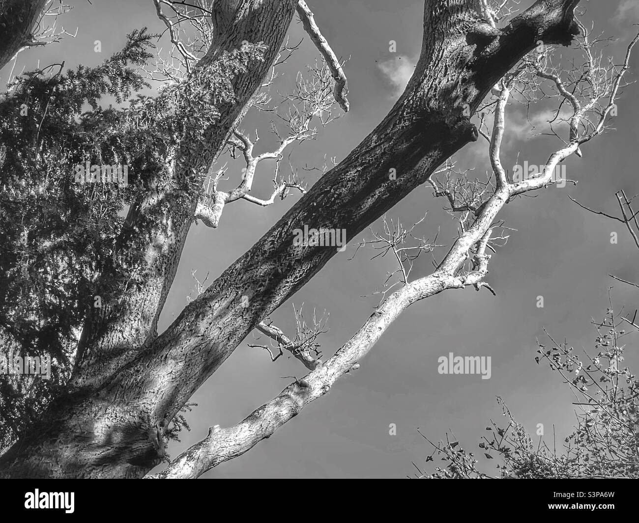 Diagonal branch hi-res stock photography and images - Alamy