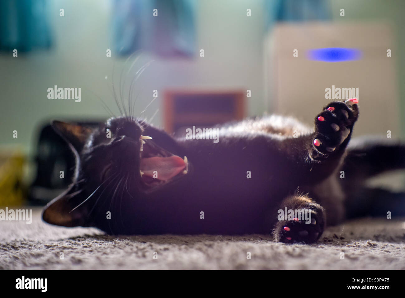 Cat stretches hi-res stock photography and images - Alamy