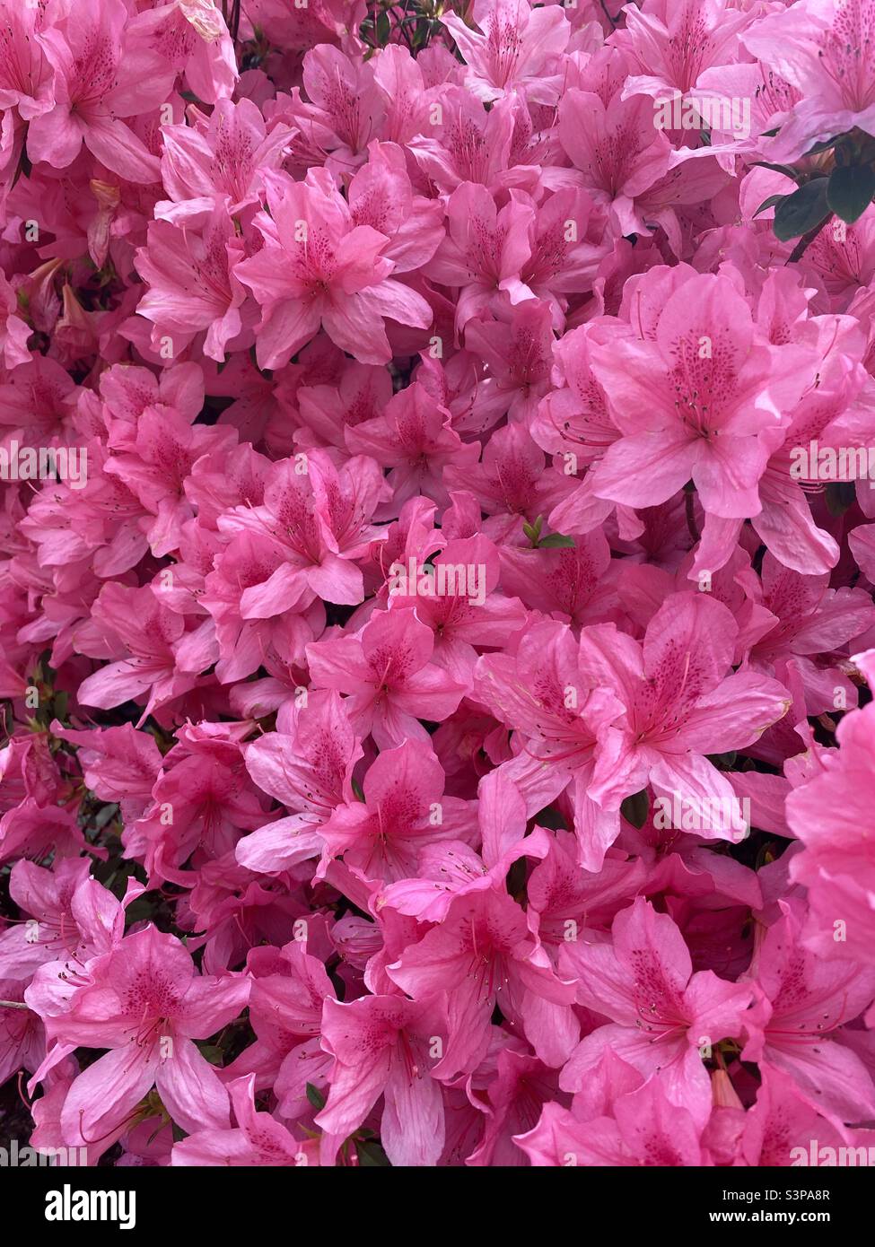 Gorgeous Spring Azaleas Stock Photo - Alamy