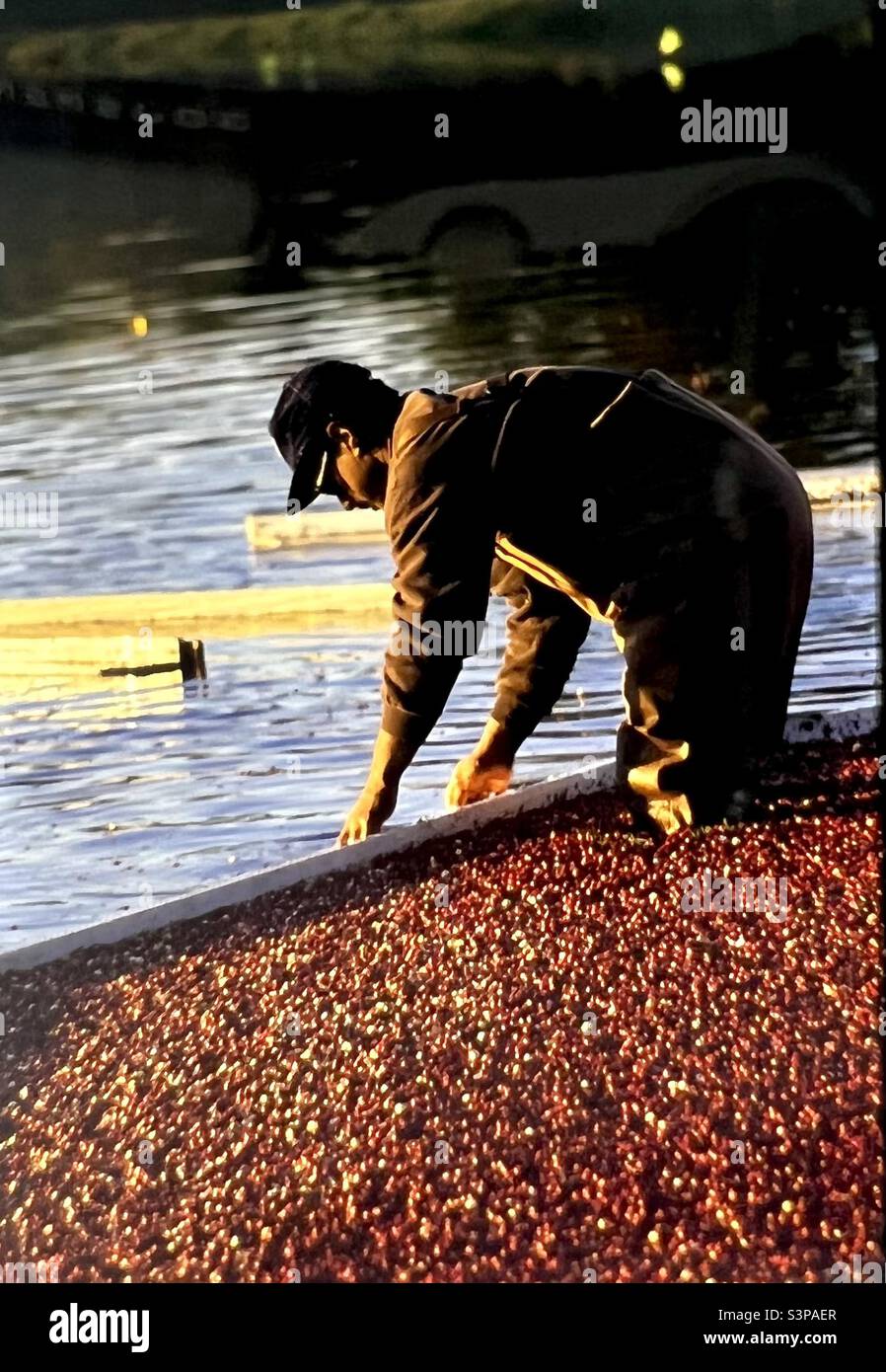 Harvesting cranberry berries smartphone stock photos and images - Alamy