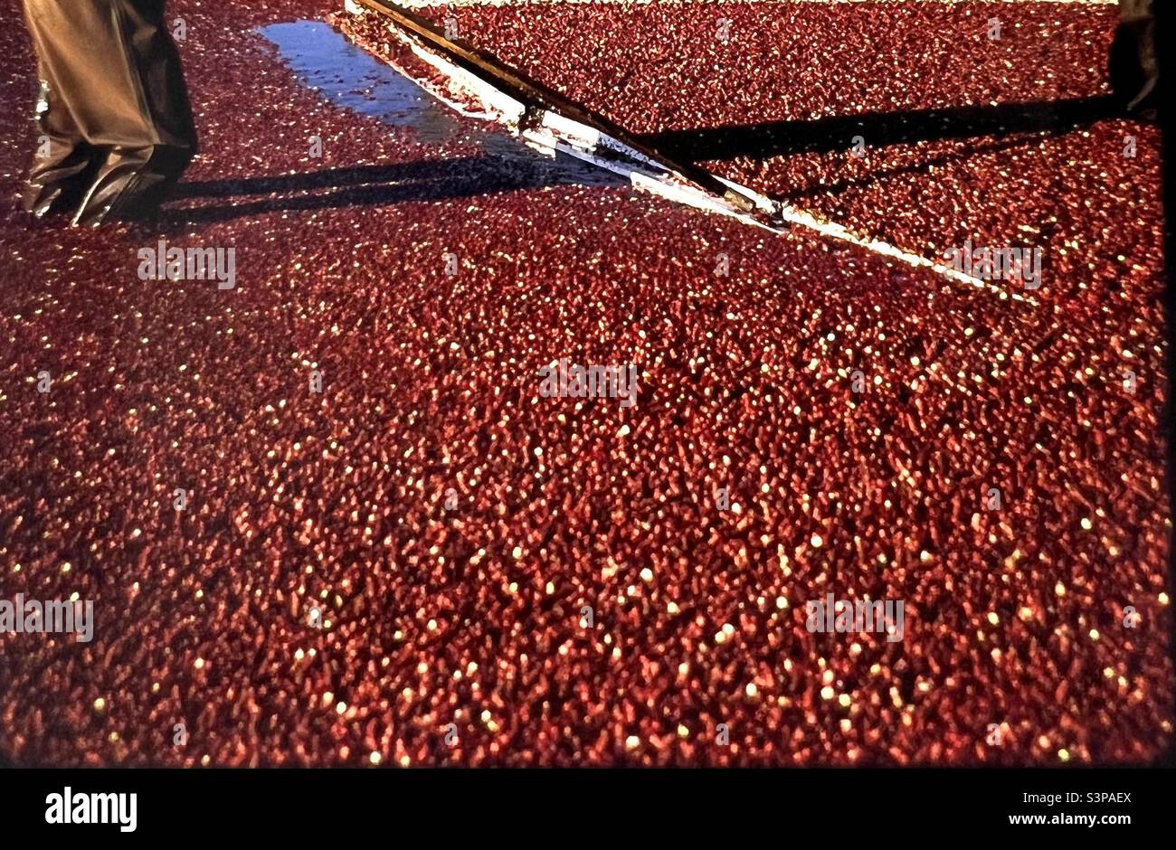 Cranberry harvest In cranberry bog Massachusetts Stock Photo - Alamy