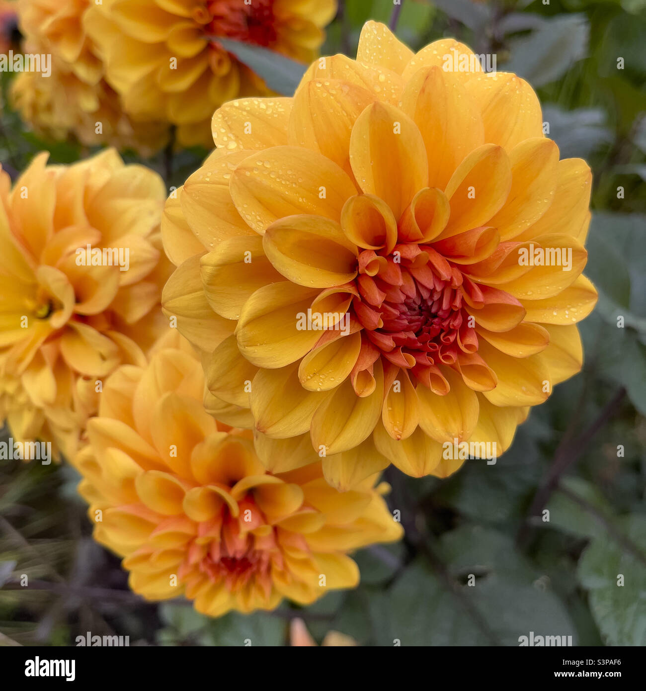 Orange dahlias hi-res stock photography and images - Alamy