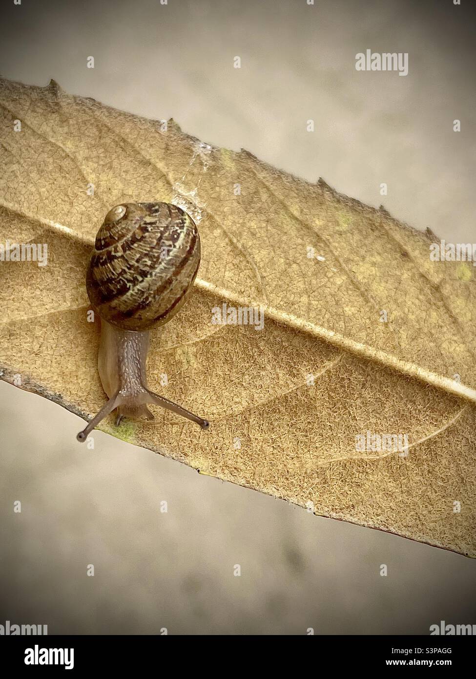 Baby snail hi-res stock photography and images - Alamy